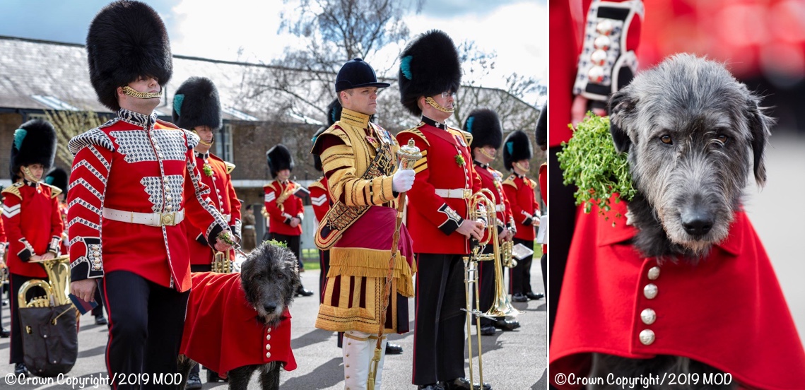 Irish Guards 2 Shots Domhnall St Patrick’s via MOD IG A in L FB – What ...