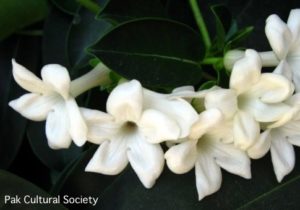 Excitement Builds for Pakistan Tour, the Cambridges’ ‘Most Complex Yet ...