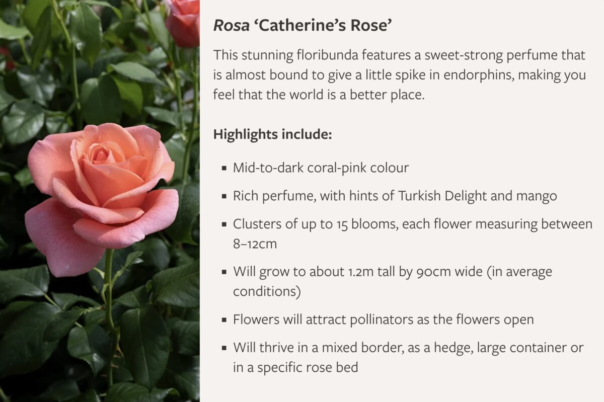 It’s Victoria Beckham for British Fashion Awards and ‘Catherine’s Rose ...